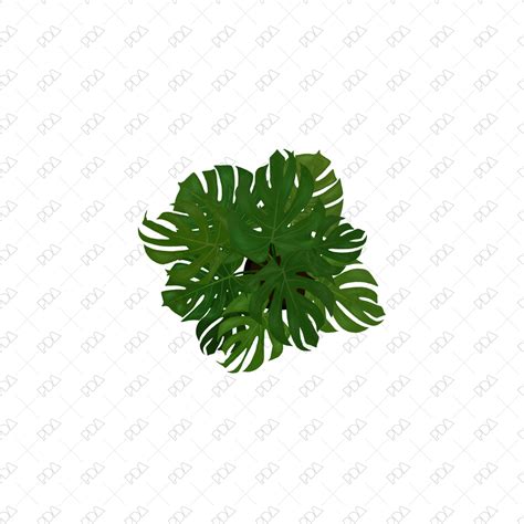 Plant Top View Png