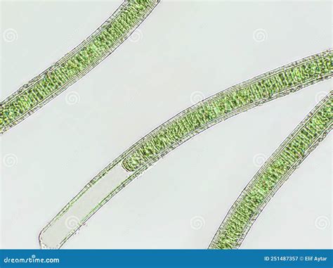 Algae Under Microscopic View Diatom Pattern Phytoplankton Fossils