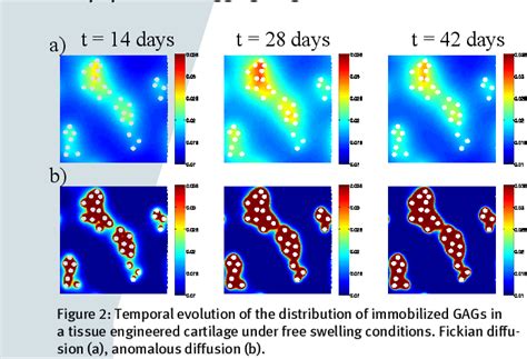 Figure 2 From Anomalous Diffusion In Tissue Engineered Constructs Semantic Scholar Figure 2 From Anomalous Diffusion In Tissue Engineered Constructs Semantic Scholar