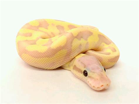 Morph List World Of Ball Pythons