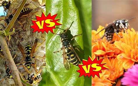 Paper Wasps Vs Yellow Jackets Vs Bald Faced Hornets