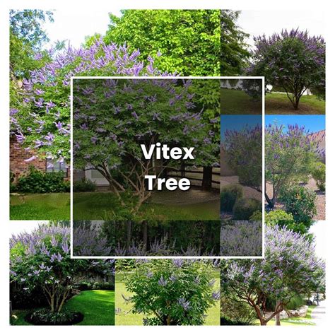 Where To Plant Vitex Tree At Ellis Brashears Blog