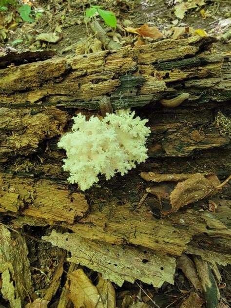 Is This Snowflake Mushroom Central Ny Rforaging Is This Snowflake Mushroom Central Ny Rforaging