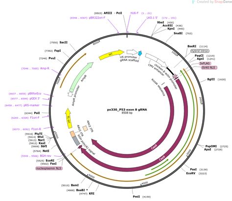 Addgene Px330 P53 Exon 8 Grna