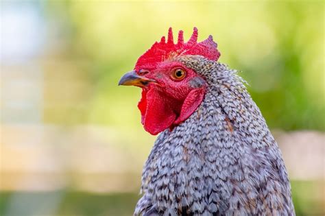 Premium Photo Gray Colorful Rooster Close Up On A Blurred Background