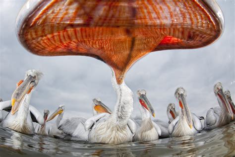 Pelicans