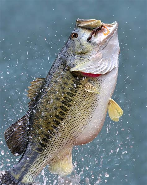 35 Types Of Bass Fish Pictures And Identification