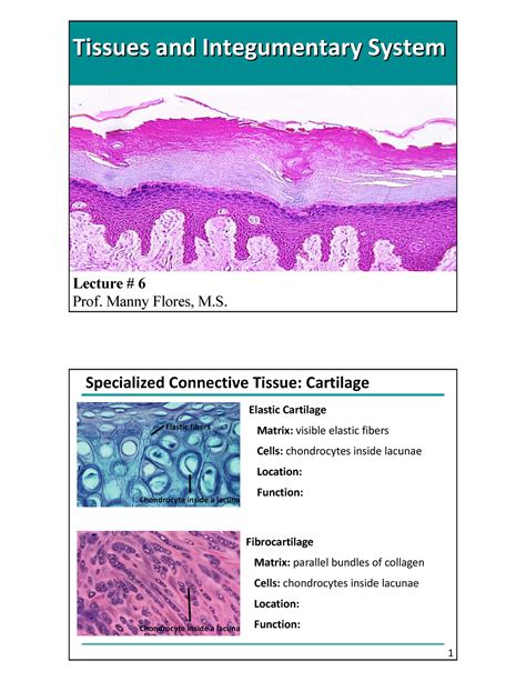 Lecture Tissues And Integumentary System Tissues And Integumentary System Lecture