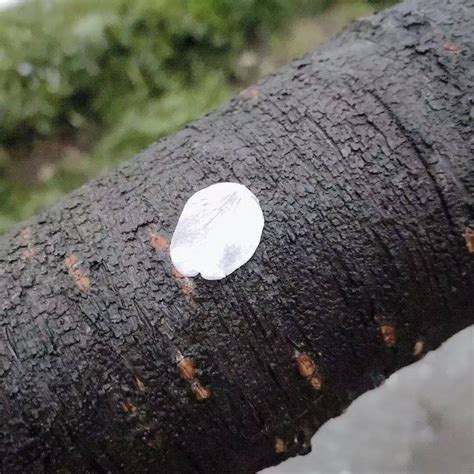 Daniel Barron Youtube