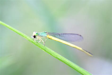 기타 노란실잠자리 기타 생물종 Bric