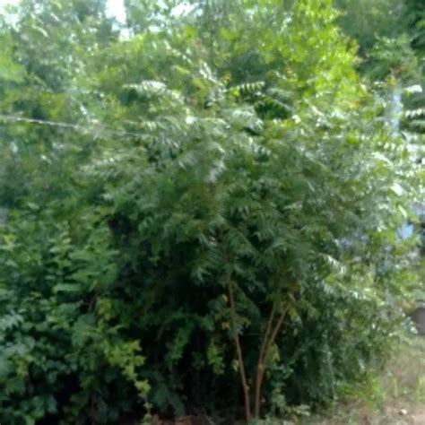 Sneha Sex Videos 01 XHamster