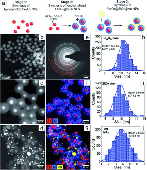 Schematic Diagram Of The Three Stages Of Fe3o4 Sio2 Au Nps Synthesis Download Scientific