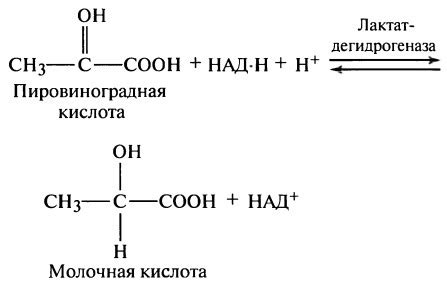 Молочная кислота из глюкозы уравнение реакции (3 видео) | Про уравнения ...