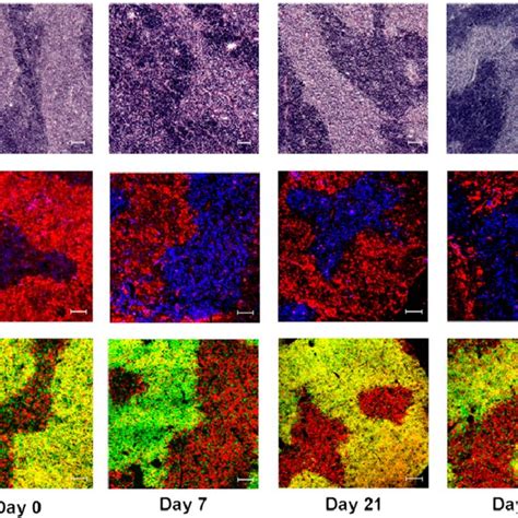 Thymic Architecture Is Maintained During Stm Induced Thymic Atrophy Download Scientific