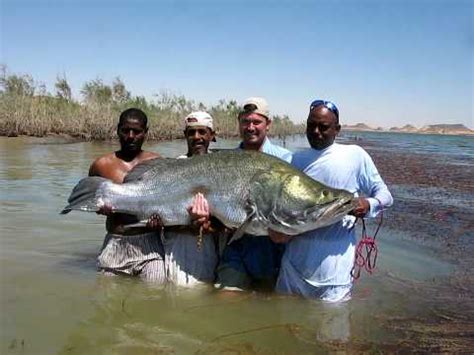 Nile Perch Invasive Species