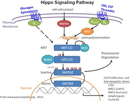 Hippo Signaling Pancreapedia