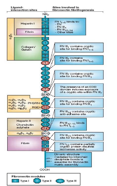 Ligand Binding Regions And Interaction Sites Of Fibronectin Download Scientific Diagram