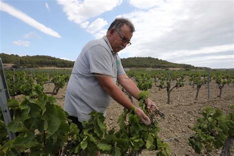 Французькі винороби викорчовують виноградники через зростання попиту на пиво Сіль Медіа