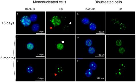 A B Examples Of Binucleated And Mononucleated Cells From A 15 Download Scientific Diagram