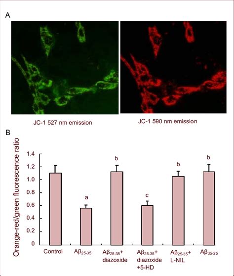 Effects Of Amyloid β Peptide 25 35 Aβ 25 35 On Mitochondrial Download Scientific Diagram