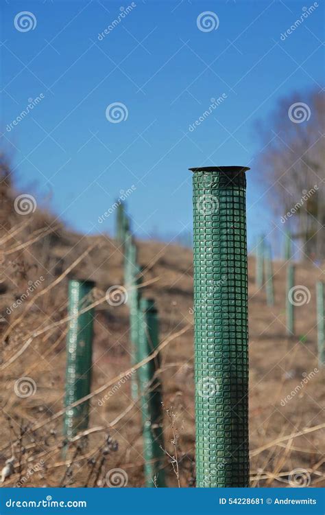 Seedling Protectors Stock Image Image Of Shrub Grow 54228681