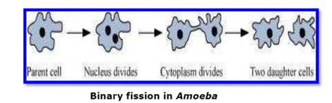 How Does Binary Fission Differ From Multiple Fission Sarthaks Econnect Largest Online