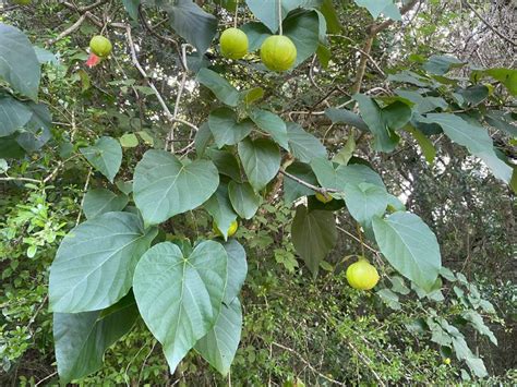 Weekly What Is It Tung Oil Tree Ufifas Extension Escambia County
