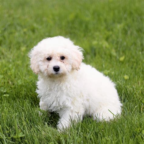 Bichon Frise Puppies For Sale Cute Smart And Healthy Vip Puppies