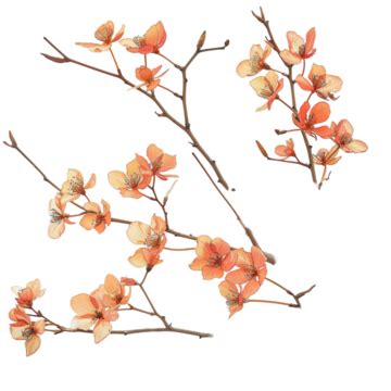 Tree Branch Anatomy PNG Transparent Images Free Download Vector Files Pngtree