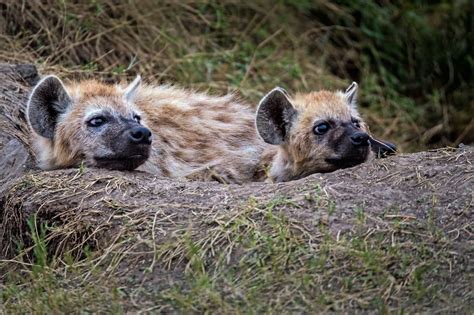 What Eats Hyenas What Do Hyenas Eat Earth Life