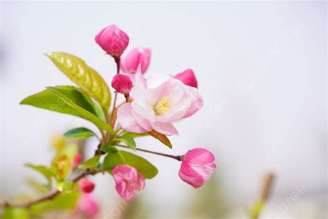 봄 해당화 꽃 사진 배경 분홍 베고니아 꽃 꽃가지 배경 일러스트 및 사진 무료 다운로드 Pngtree