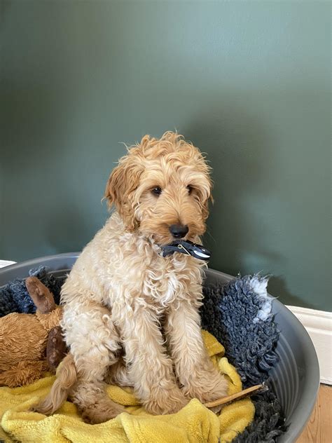 355 Best Rcockapoo Images On Pholder Aizen 10mo And Kisuke 7mo Ready To Go And Get Them