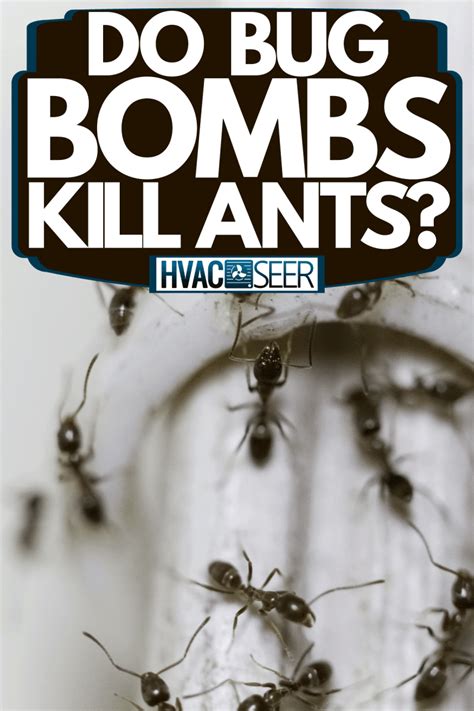 Do Bug Bombs Kill Ants