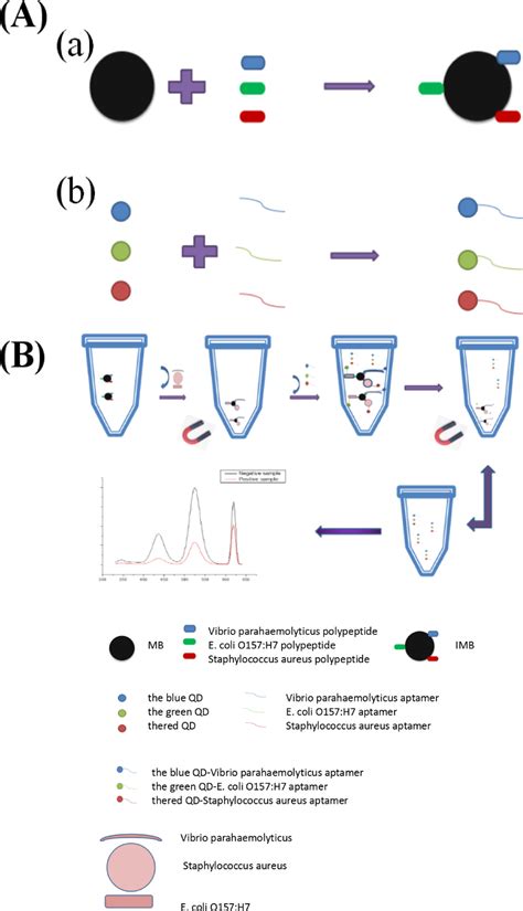 Simultaneous Detection Of Three Foodborne Pathogens Based On