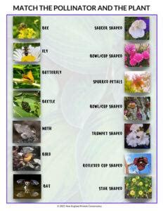 Coevolution Examples In Plants Coevolution Of Plants And Pollinators