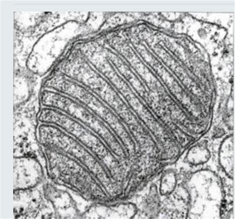 Cell Types And Subcellular Structures Flashcards Quizlet
