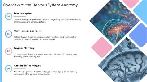 Overview Of The Nervous System Anatomy Spinothalamic Tract Ppt Outline Acp Ppt Example