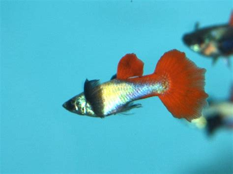 Fish Galleries Premier Aquatics