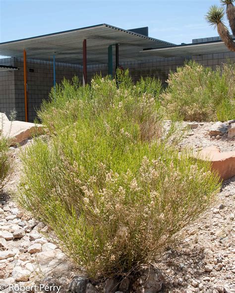 Baccharis Sarothroides Baccharis Sarothroides Desert Broom In San