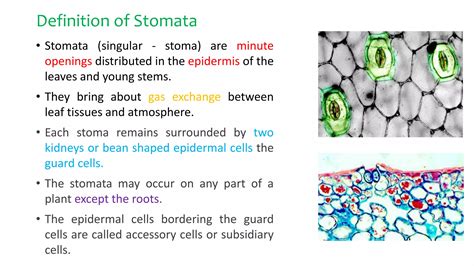 Stomata Pptx