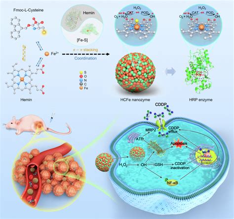一种生物启发的硫 Fe 血红素纳米酶，具有选择性过氧化物酶样活性，用于增强肿瘤化疗 Nature Communications X Mol
