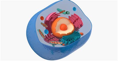 Cell Section Eukaryotic Cell Organelle Visualization 3d Incl