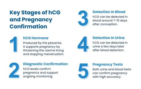 An Essential Guide To Using Hcg Levels To Confirm Pregnancy Arcpoint Labs