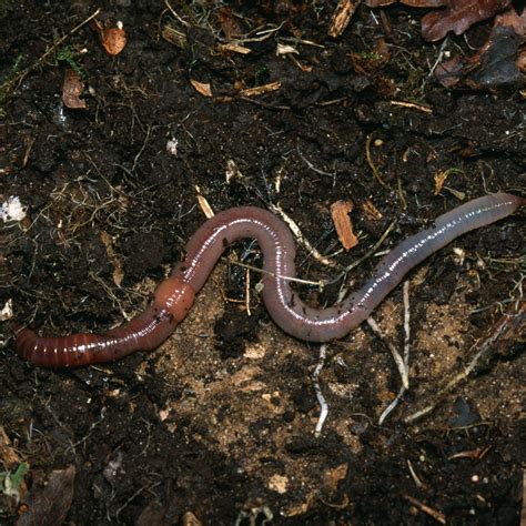 Earthworm Wikipedia Annelid Wikipedia