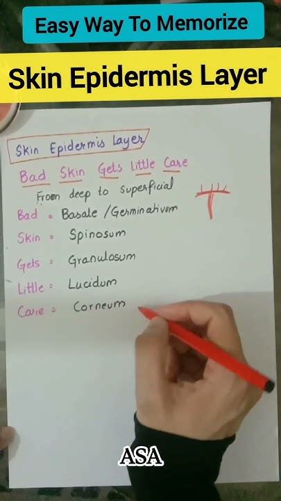 Skin Epidermis Layers Mnemonics Mbbs Mdcat Neet Youtube