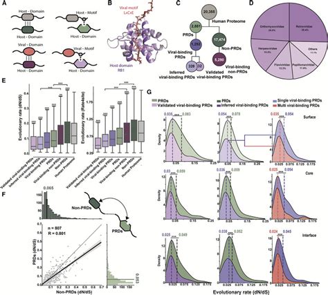 Viral Host Like Motifs Target Conserved Human Proteins A A Schema Of Download Scientific