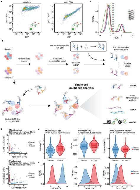 NEAT Seq Simultaneous Profiling Of Intra Nuclear Proteins Chromatin Accessibility And Gene