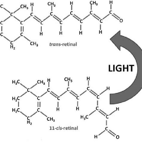The Chemical Structure And Formation Of Rhodopsin C Carbon H Download Scientific Diagram
