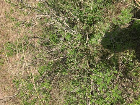 Bfl Plants Spittle Bugs Album On Imgur