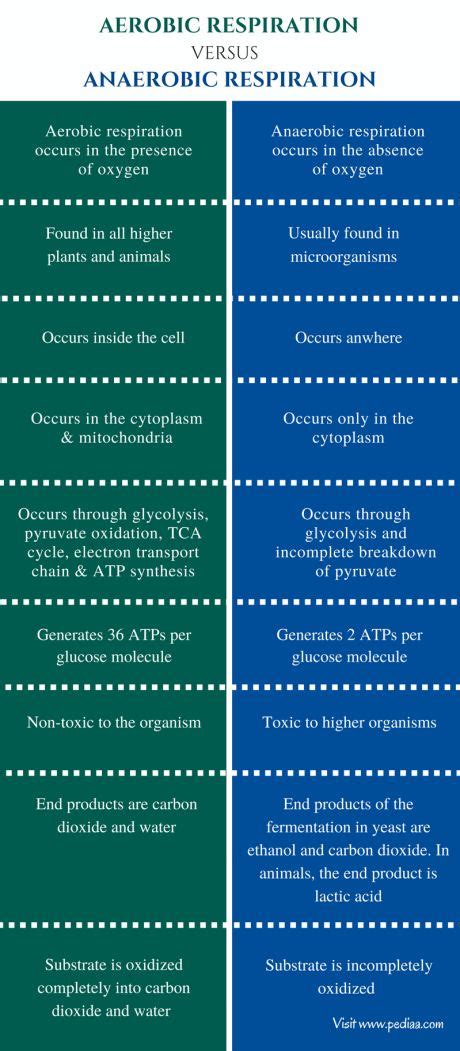 Difference Between Aerobic And Anaerobic Respiration Characteristics